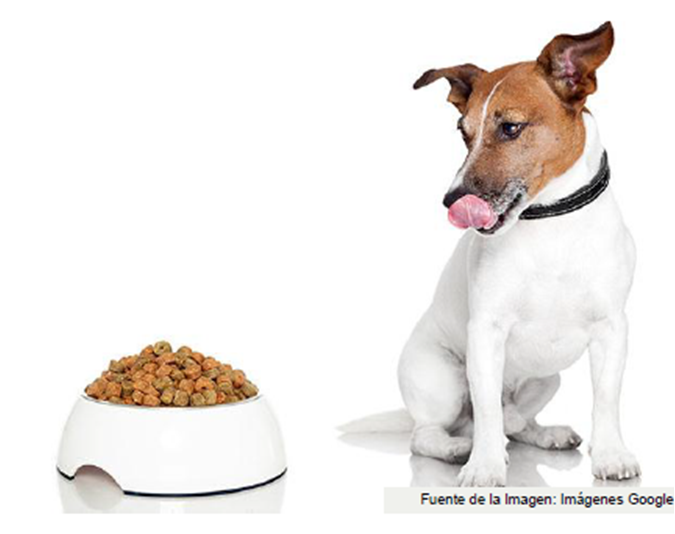 ¡Conoce el origen del perro y como funcionan sus sentidos!