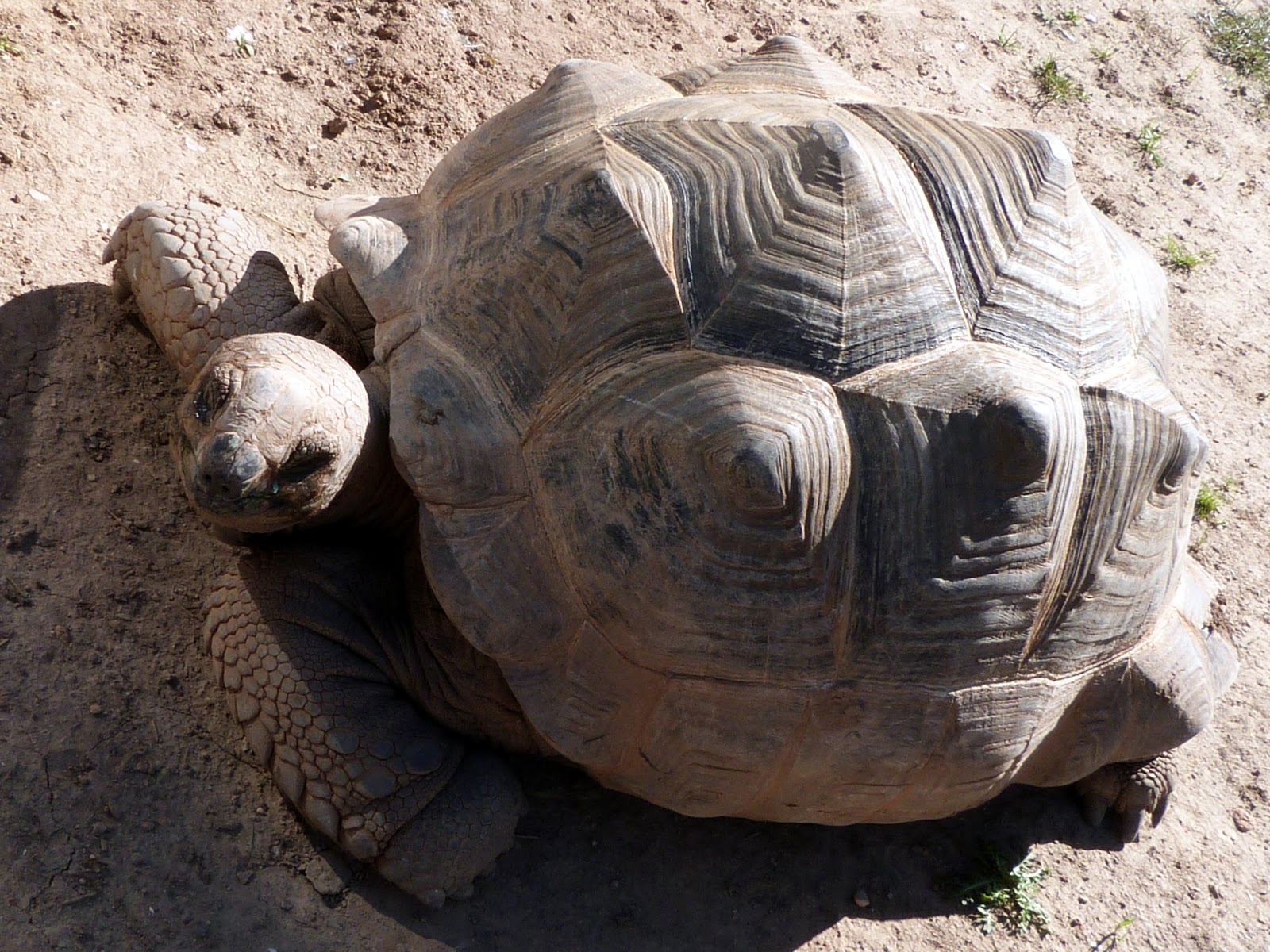 Taxonomía Chordata: Clase Reptilia Orden Testudines