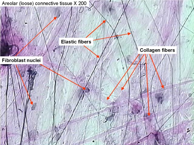 The Role of Fascia in Manipulative Treatment of Soft Tissues - Leon Chaitow