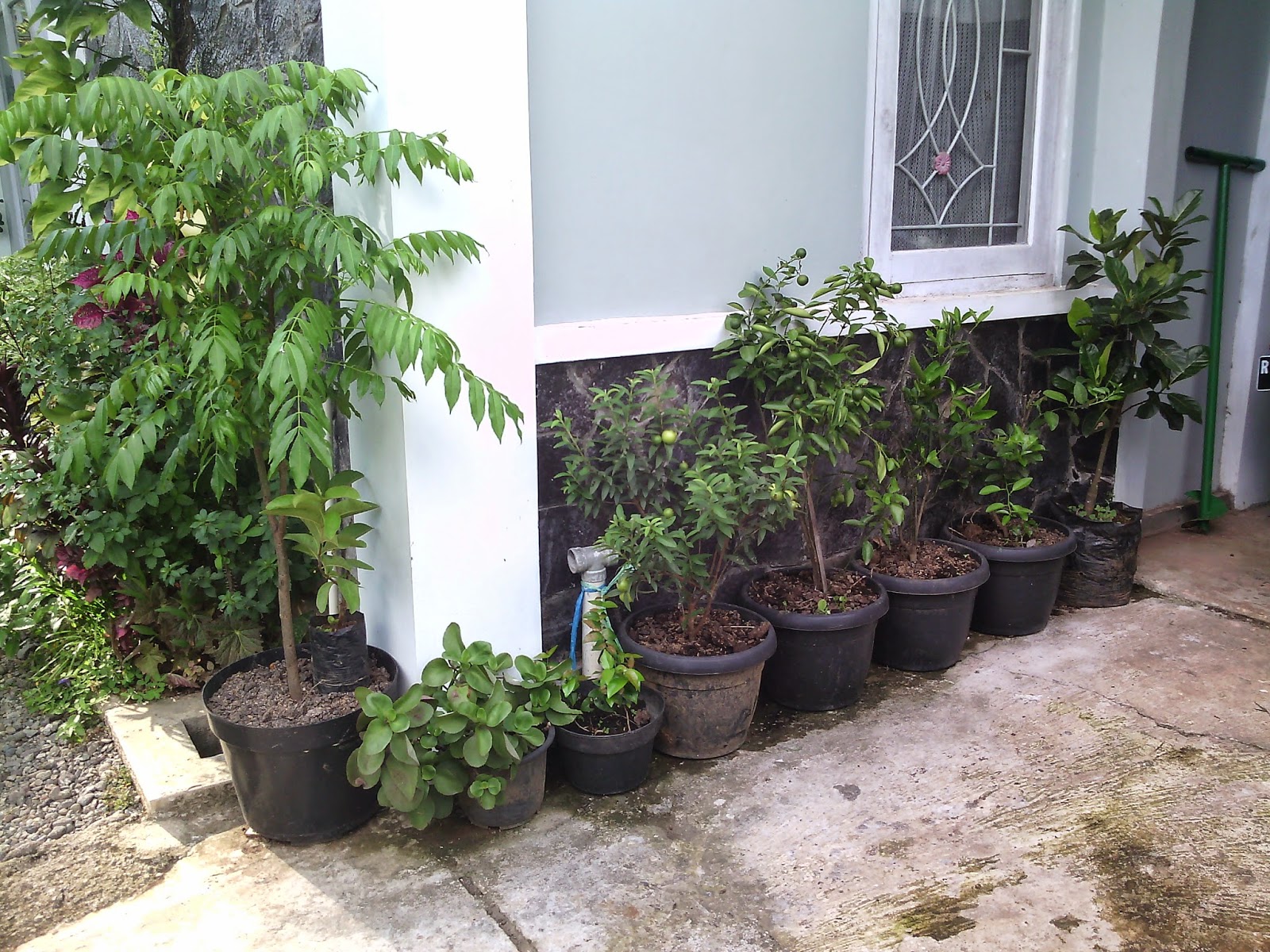 Endah Murniyati's Journey: FRUITY FRIDAY : MINI GUAVA - WHITE FLESH