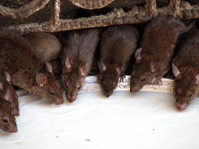 The Holy Rats of Karni Mata ~ Kuriositas