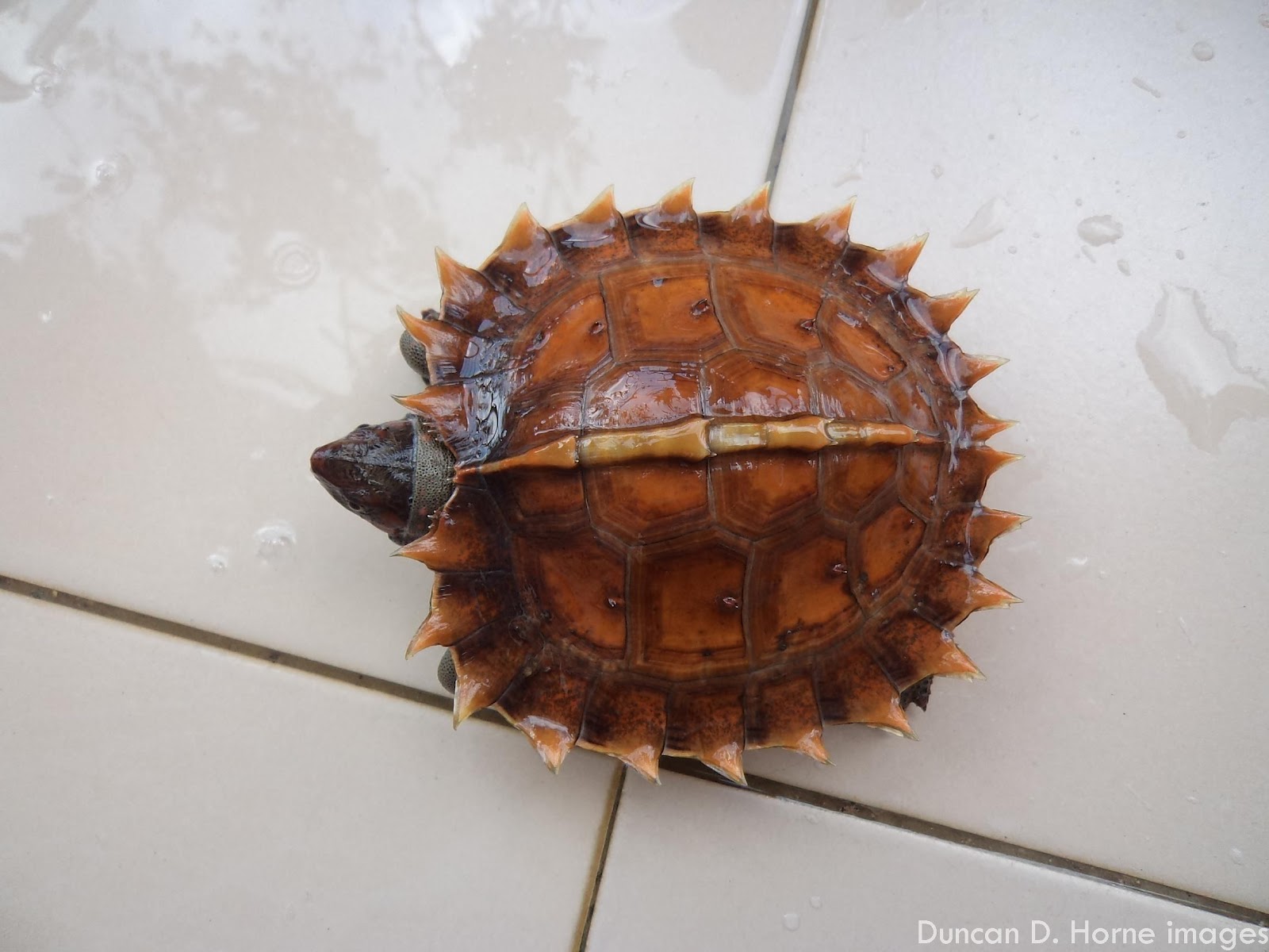 *The KUANTAN blog*: Strange tortoise species