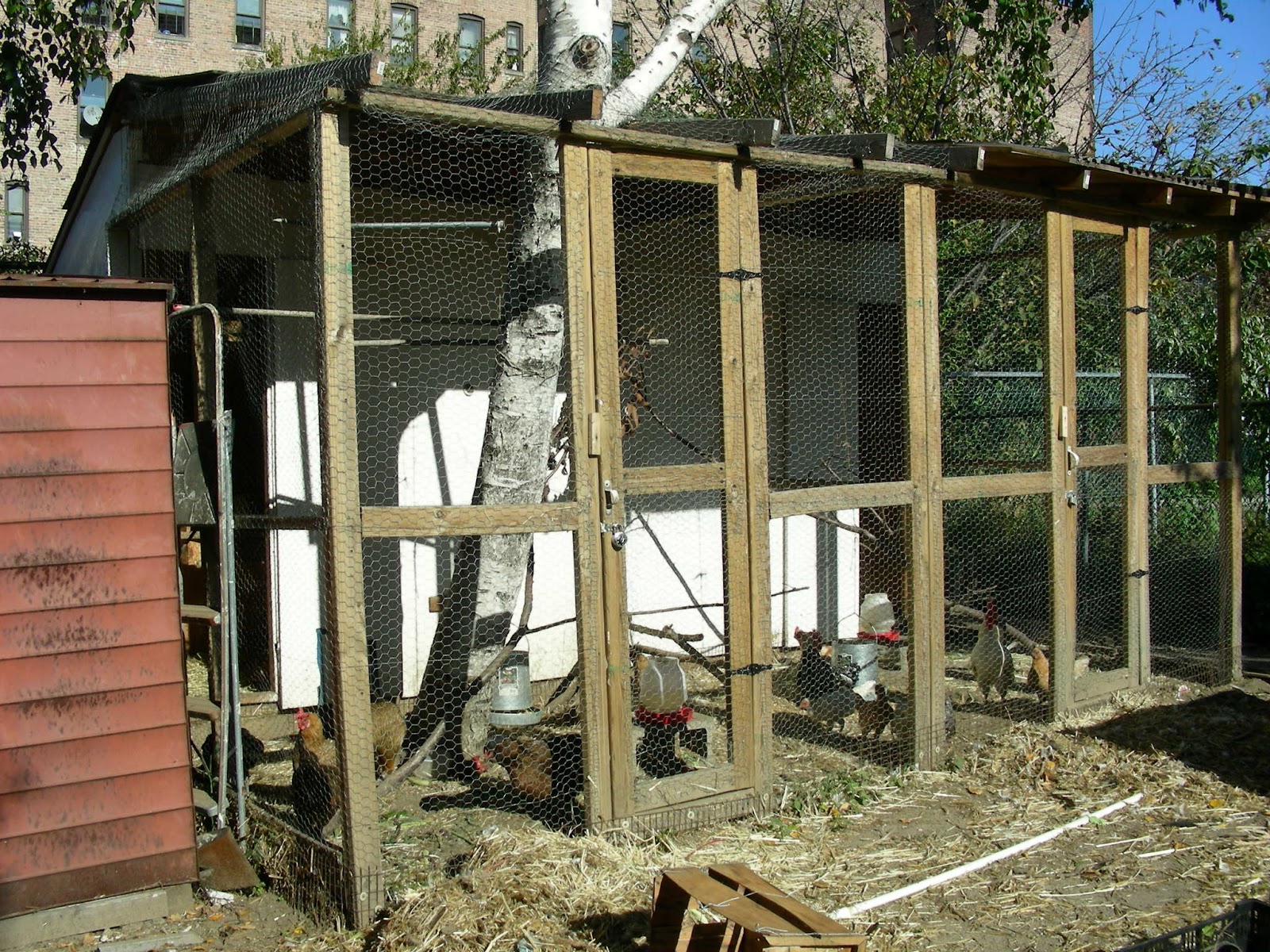 commmunity gardening: Community Garden Chickens