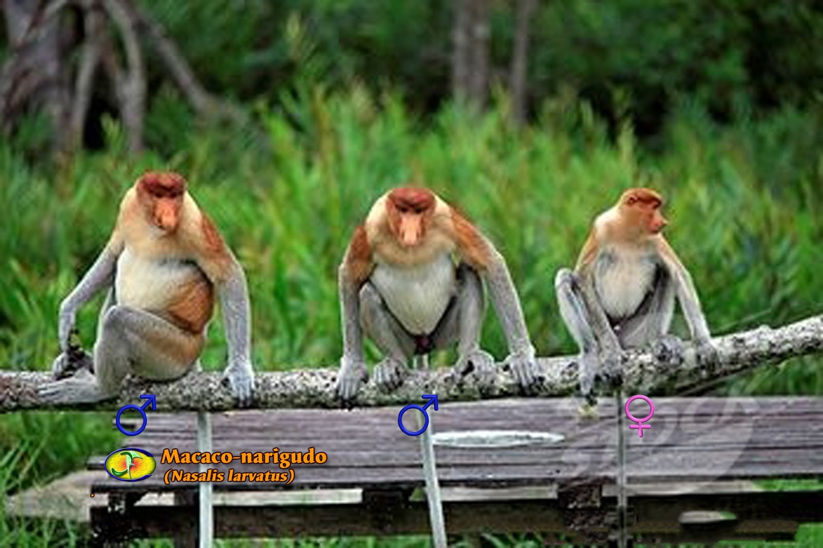 Mamíferos: Macaco-narigudo (Nasalis larvatus)