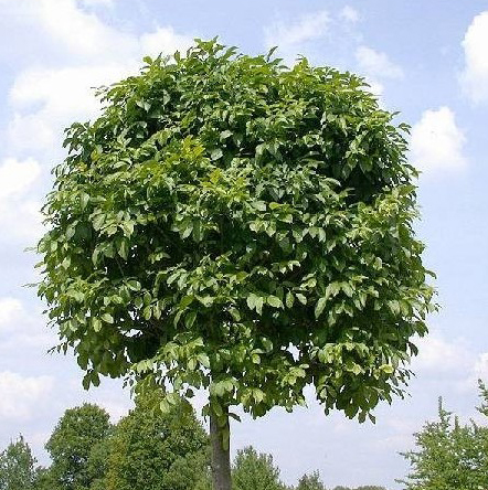 Adoptă un copac: Adoptă un copac!