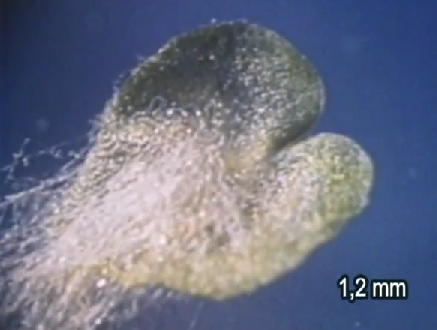 Growing ...: CICLO BIOLÓGICO DE LOS HELECHOS