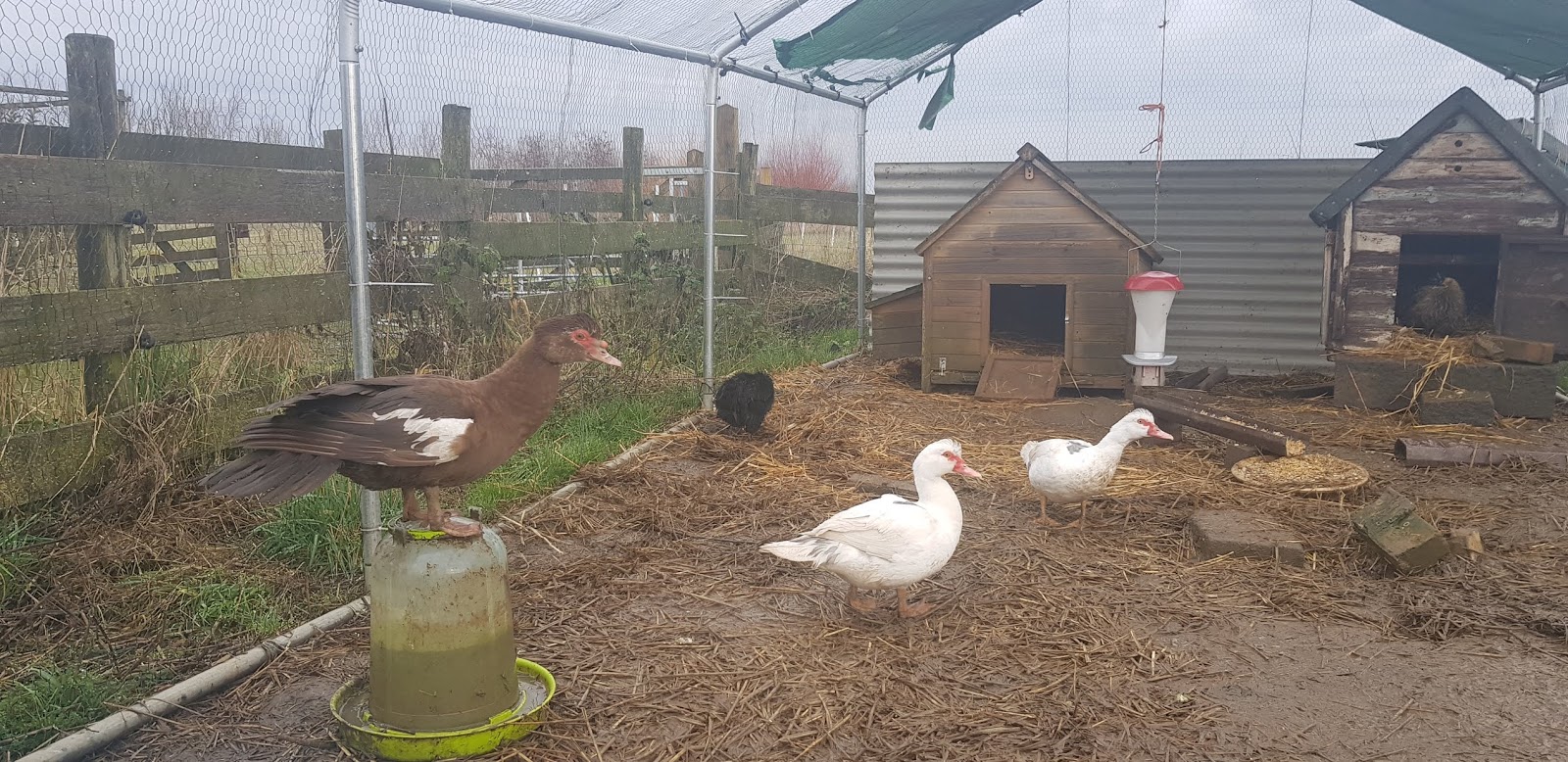 Tales from Swallow Farm: Chocolate Duck Makes Bid For Freedom