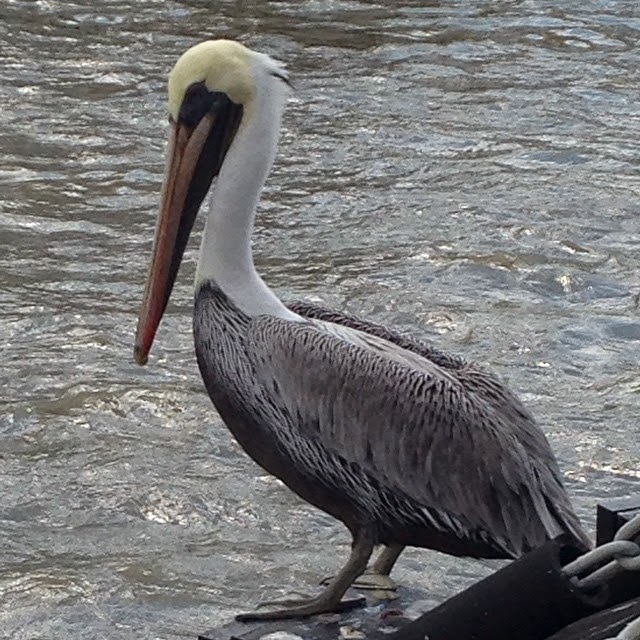 Dance and Dream 4 Ever