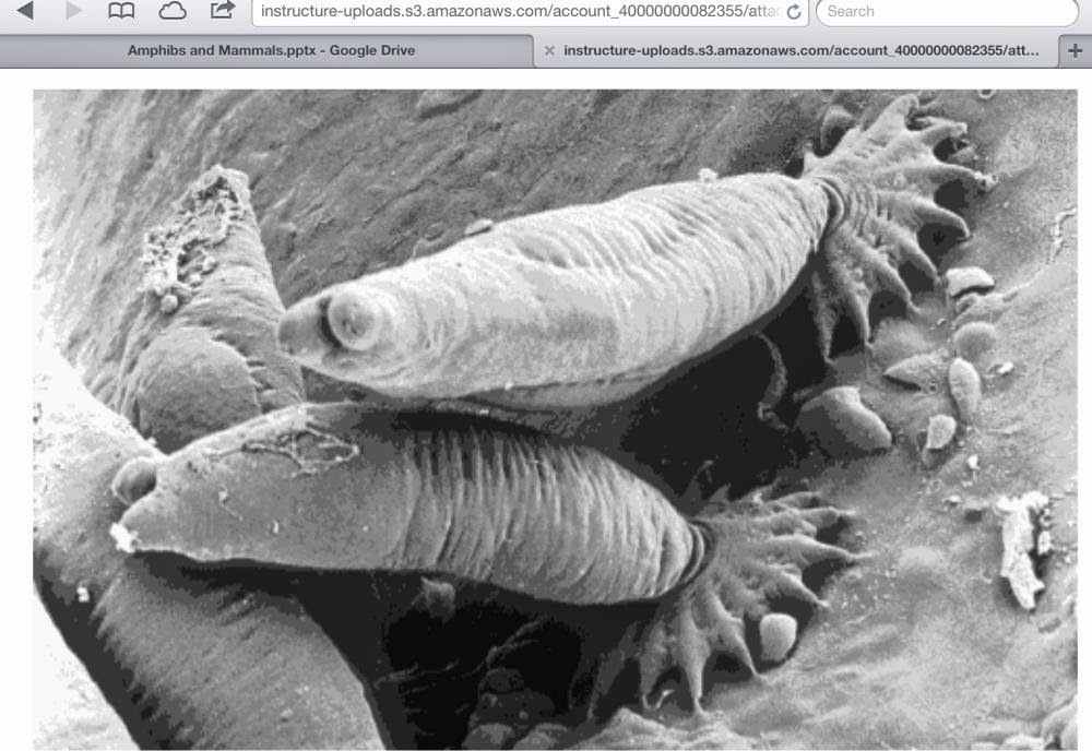 Ciencias de Joseleg: El músculo y el movimiento en los tremátodos