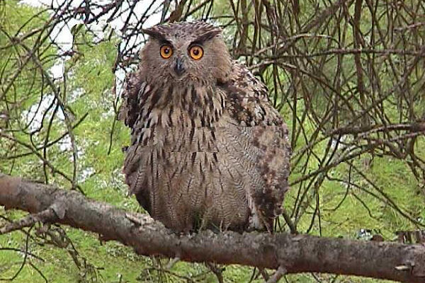 IMÁGENES Y FOTOS DE ANIMALES: Búho