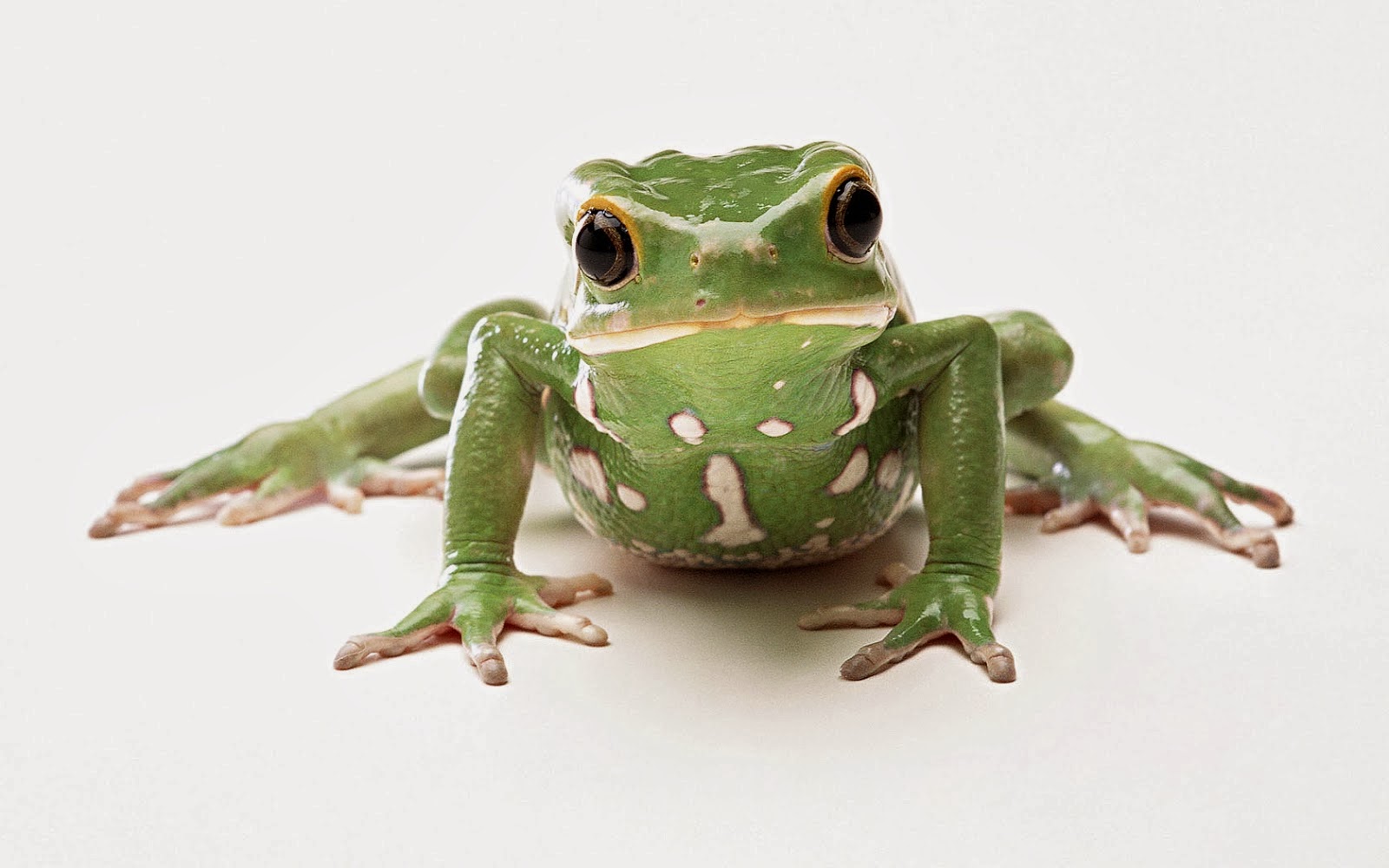 Wallpapers De Ranas En Hd Fondos De Pantalla De Ranas