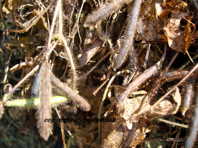 Taste of Nepal: Maas ko Daal - (कालो मास को दाल)