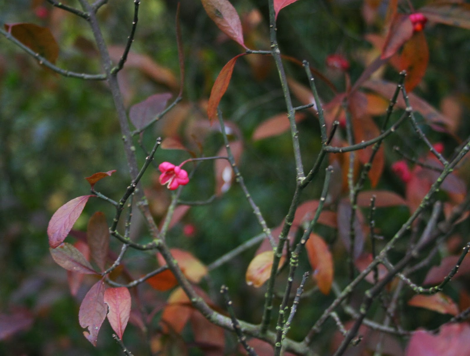 Filnore Woods Blog: Spindle tree