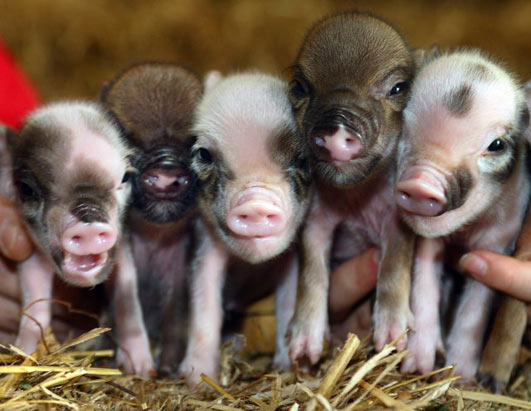 Cutes Pets In the World: How Funny The Mini Pigs!