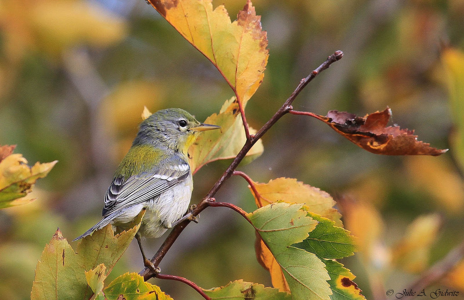 Birding Is Fun!: Fall Feathers