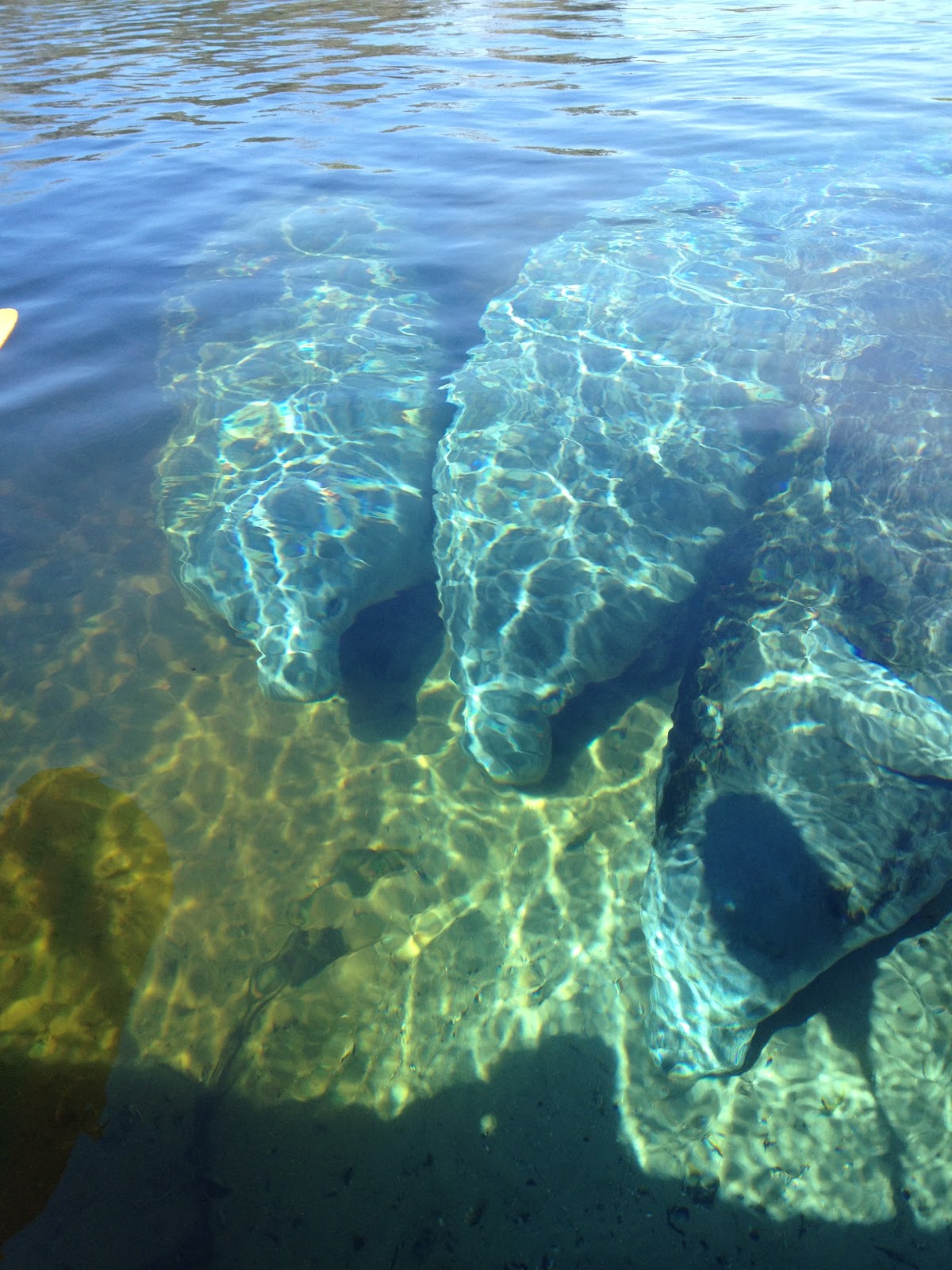 Hezzobloggo: Hugh Manatee