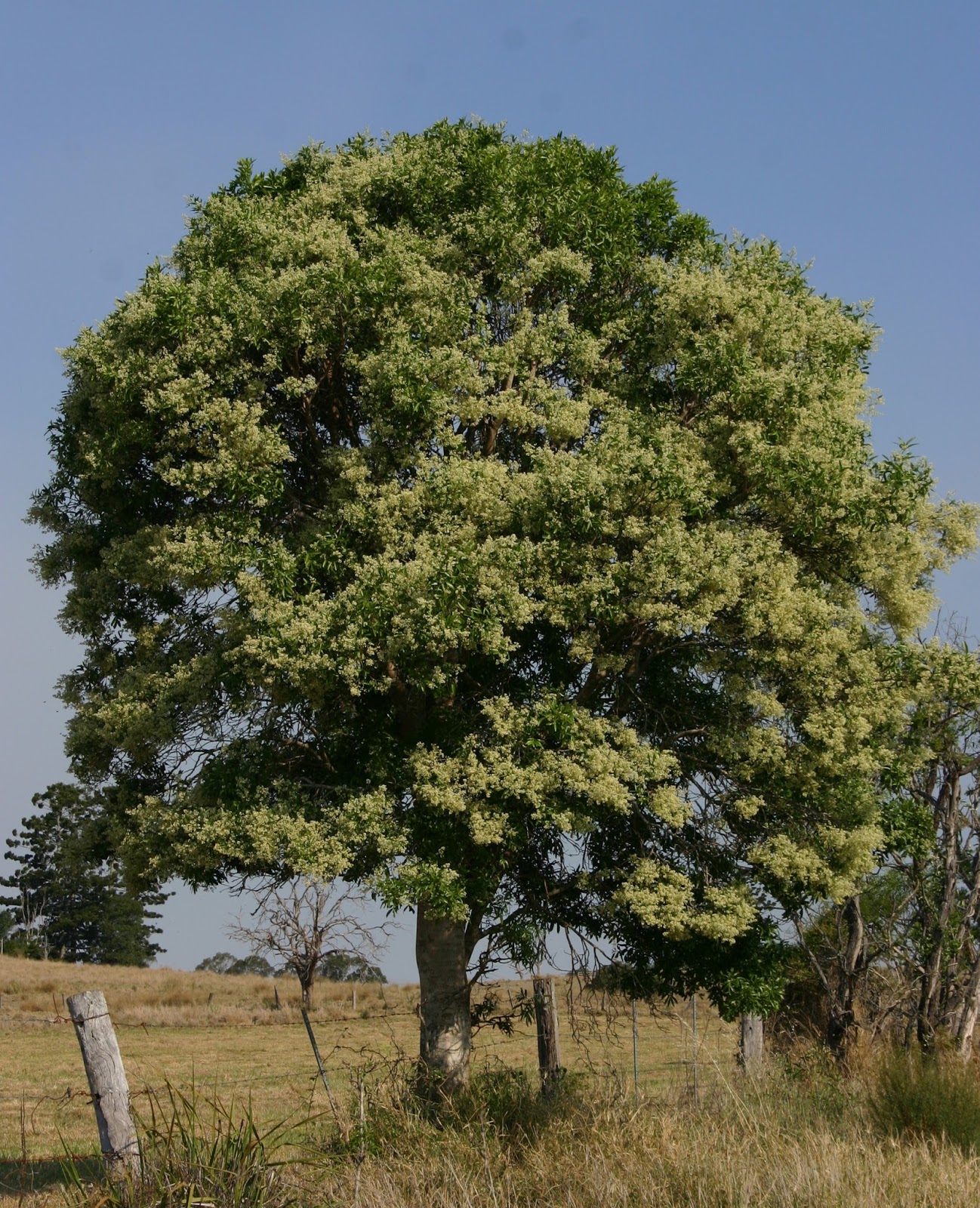 Toowoomba Plants: Dry Rainforest Trees