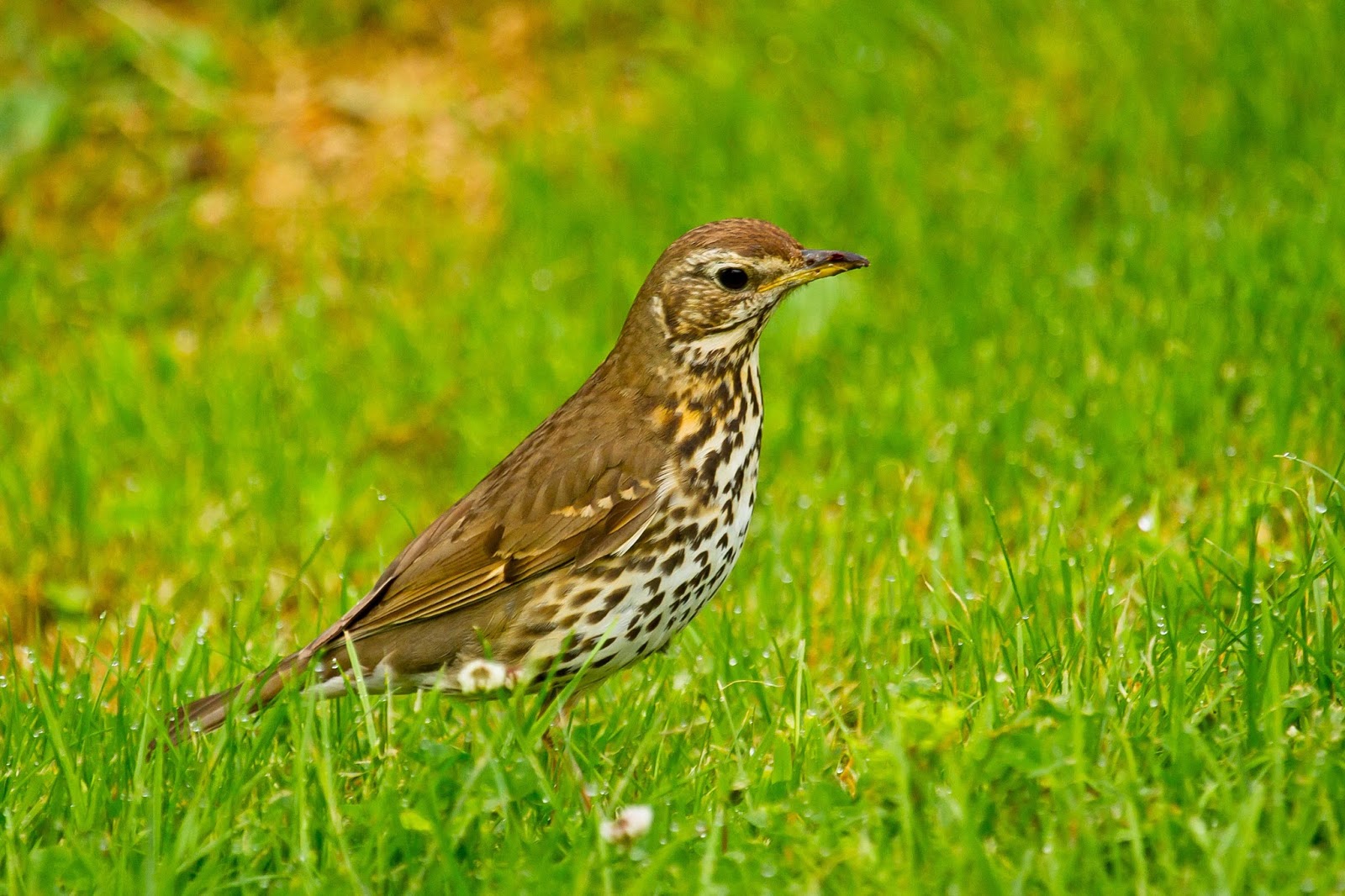 ELANIO AZUL: Zorzal común (Turdus philomelos)