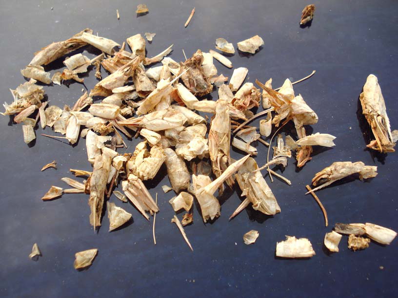 Dhaka ChemieTechs: Dried Shrimp Shell