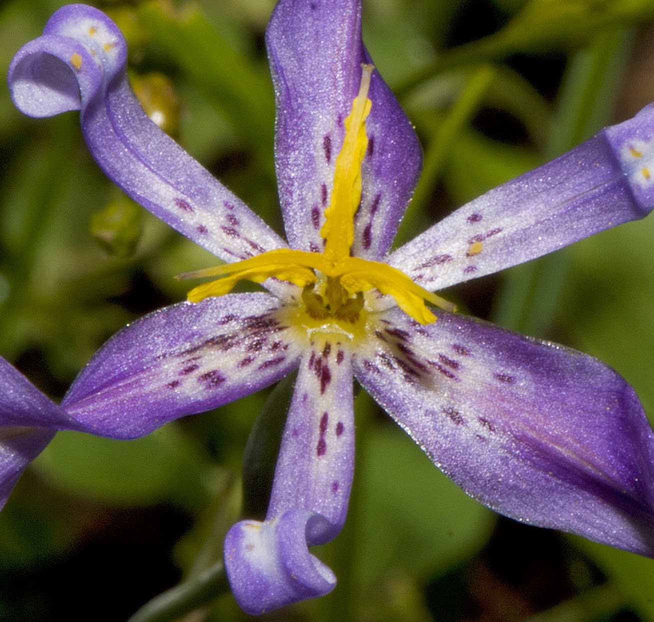 FOTOGRAFIAS DE LA FLORA AUTOCTONA DEL URUGUAY: Calydorea amabilis