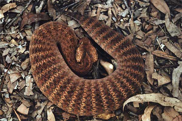 Death Adder | Snakes