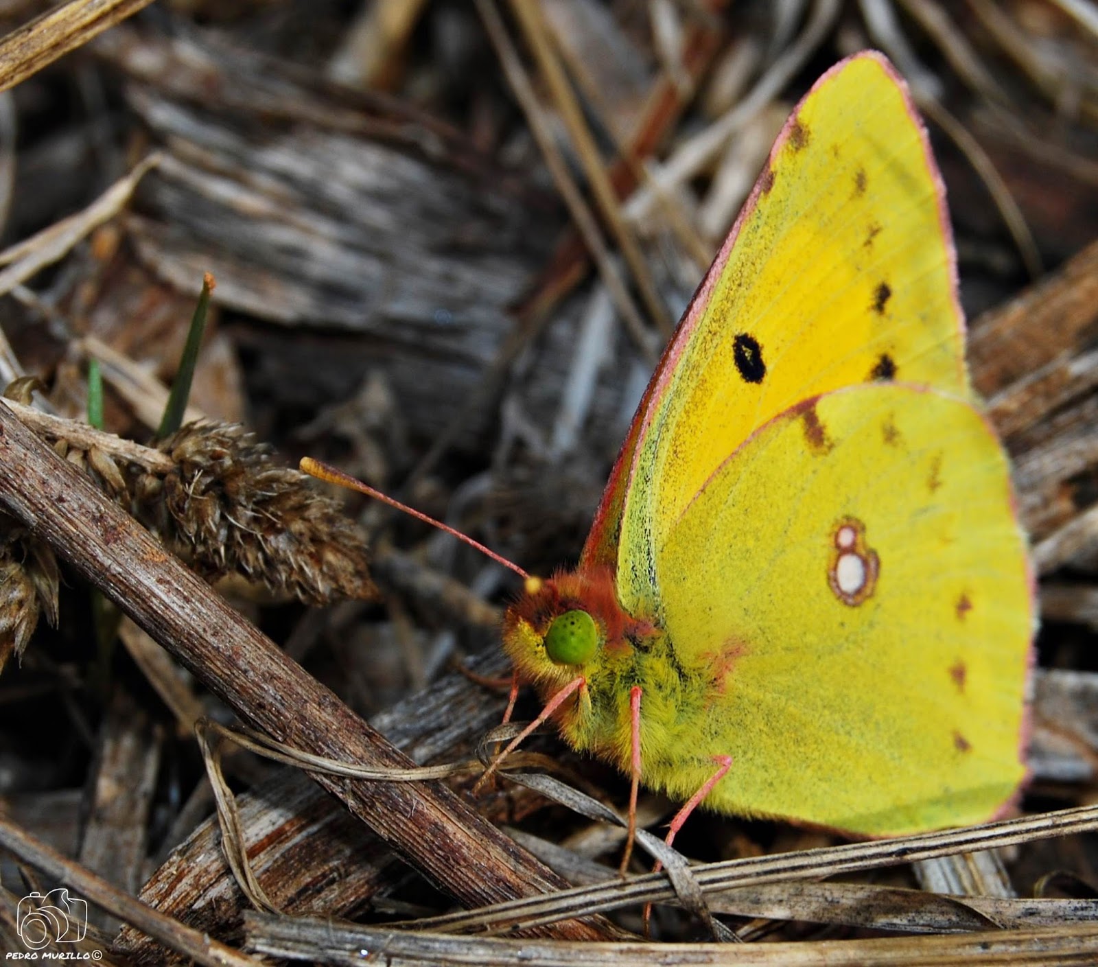 Las excursiones de Murillo "murillonature": Colia común (Colias crocea ...
