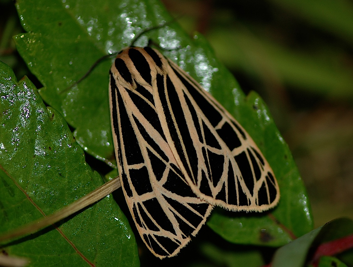 Field Biology in Southeastern Ohio: Noctuid Moths & Tiger Moths
