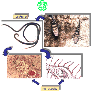 MICROBIOOLOGIA Y PARACITOLOGIA : HELMINTOS Y ENFERMEDADES DE HELMINTOS