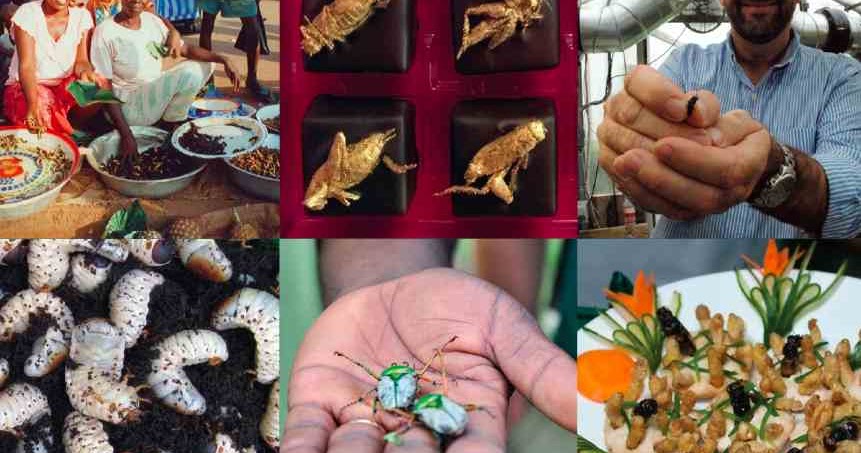 Maximizing Progress: Edible Insects ~ UN on Future Food Prospects...