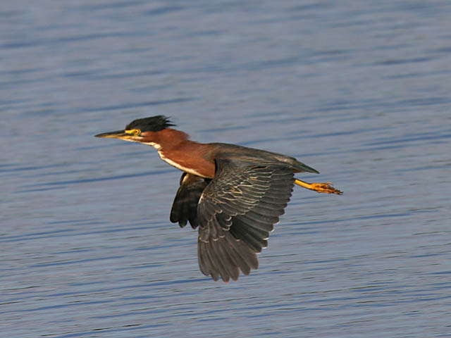 Ovaltes: Green Heron Breeding Habitat And Conservation