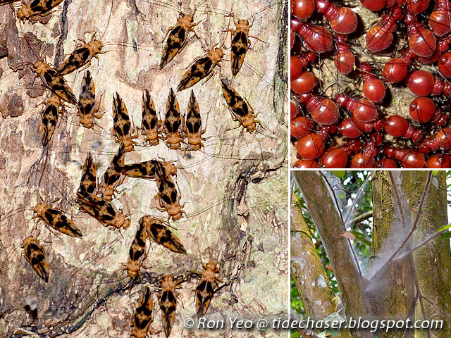 tHE tiDE cHAsER: Insects (Phylum Arthropoda: Class Insecta) of Singapore