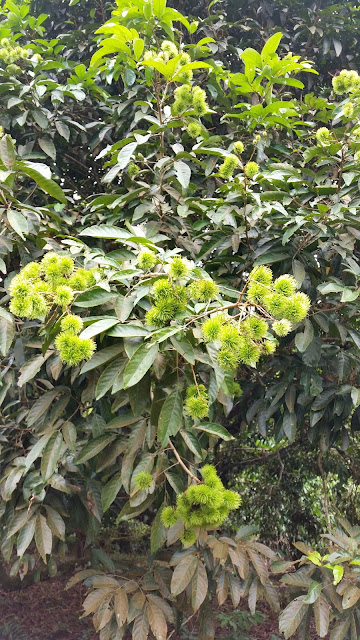 Warisan Petani: Musim Rambutan