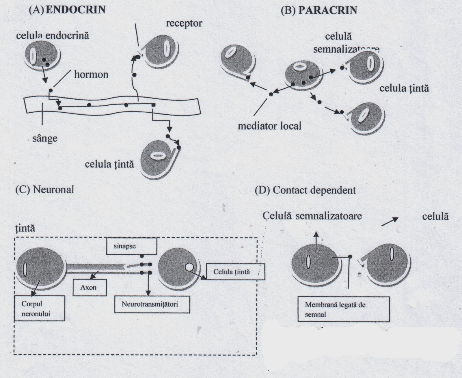 Tipuri de semnale celulare la celulele animale