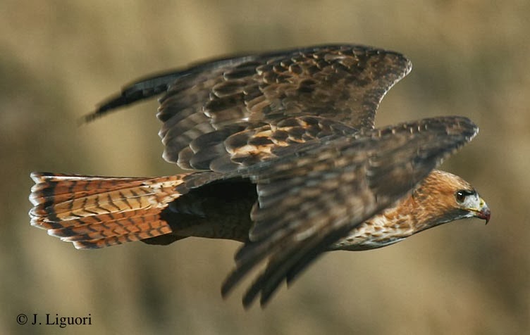 Raptor Identification and Photography: Ageing Adult Red-tails by Tail ...