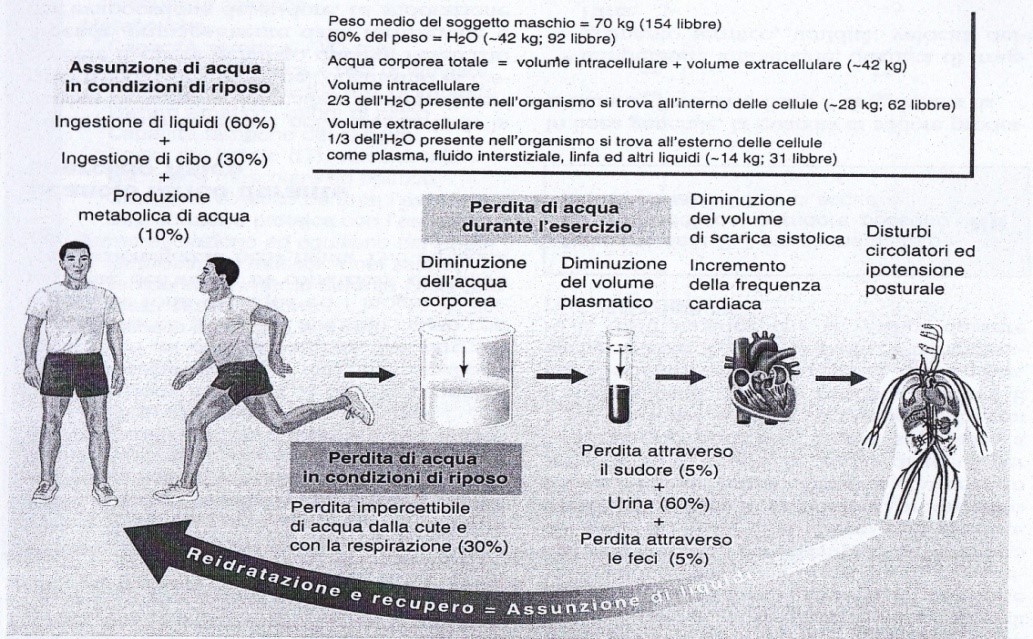 Valerio Esposito Personal & Athletic Trainer: IDRATAZIONE E ATTIVITA ...