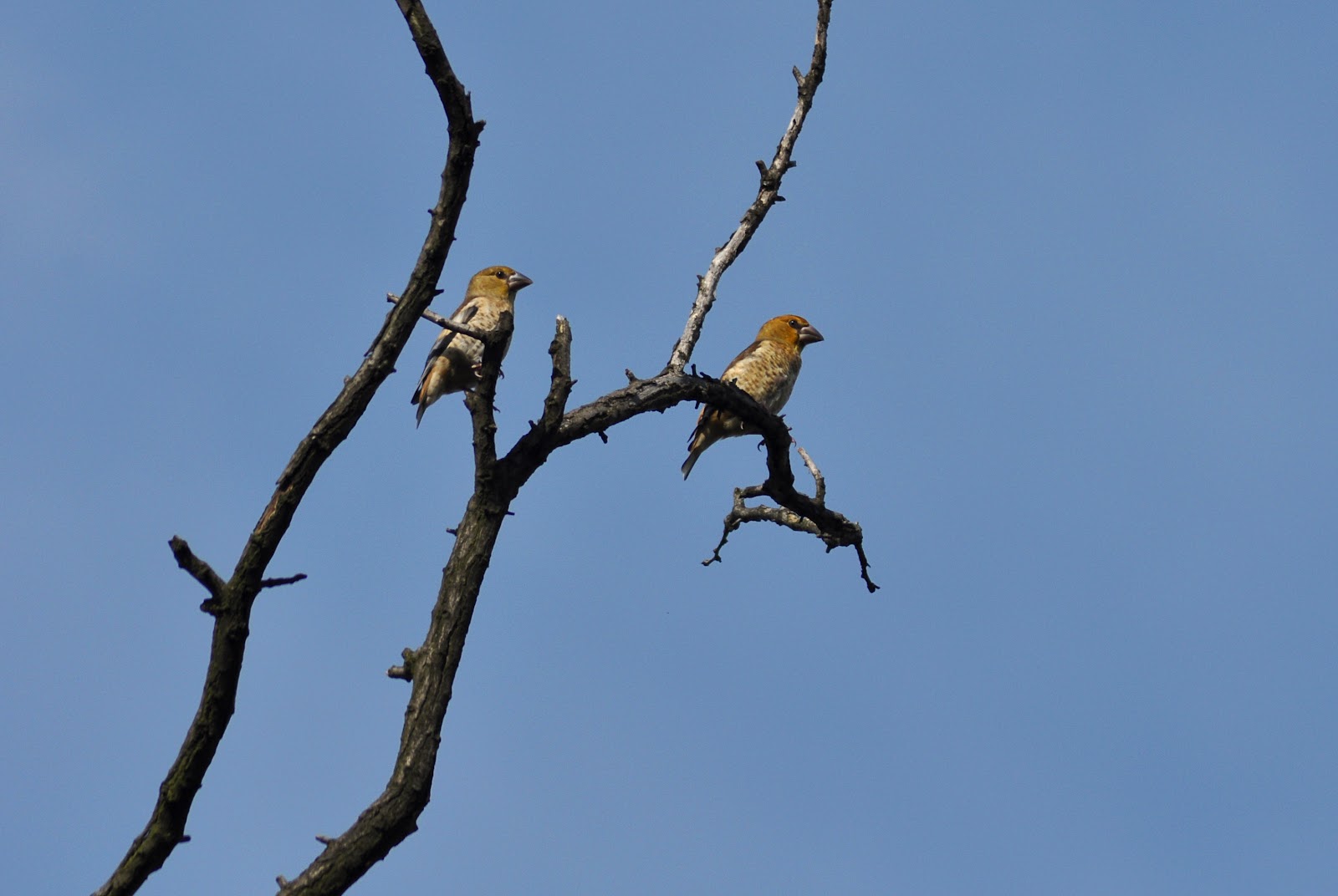 In linii mari: Pasari