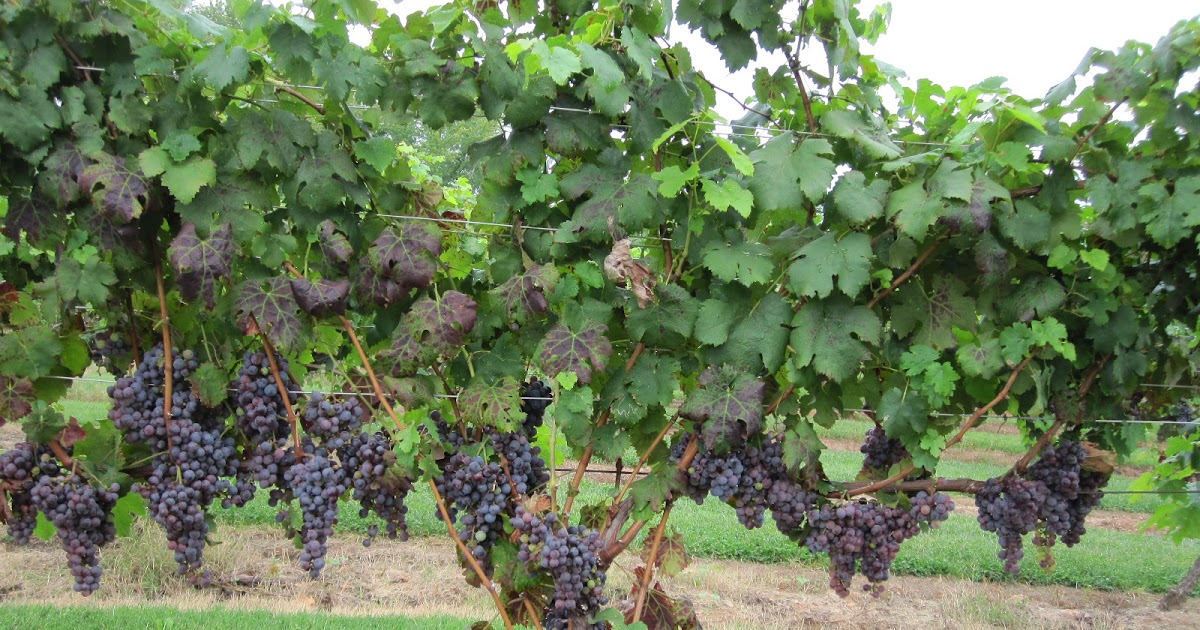 बाइबलिय सत्यतामा आधारित सामग्रिहरु