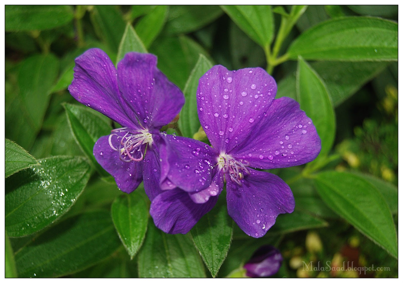 My Green Eye's: Senduduk Putih & Senduduk Biru.