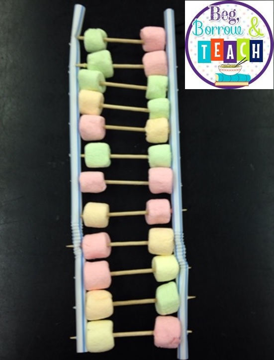 Beg, Borrow, and Teach!: Using Candy to Teach DNA