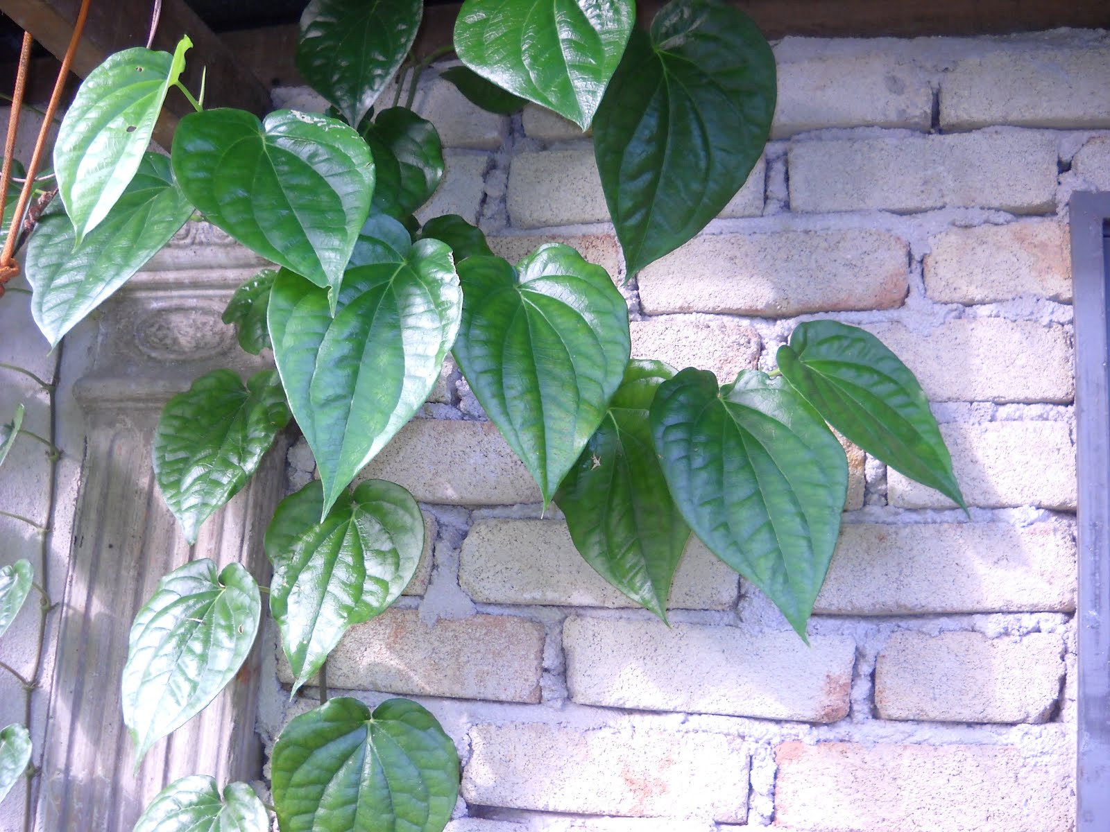 KENALI POKOK SAYANGI POKOK: POKOK SIREH