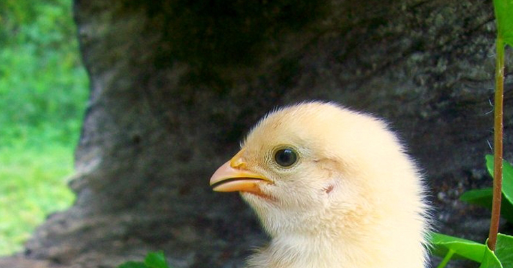 How To Raise Baby Chicks: Food