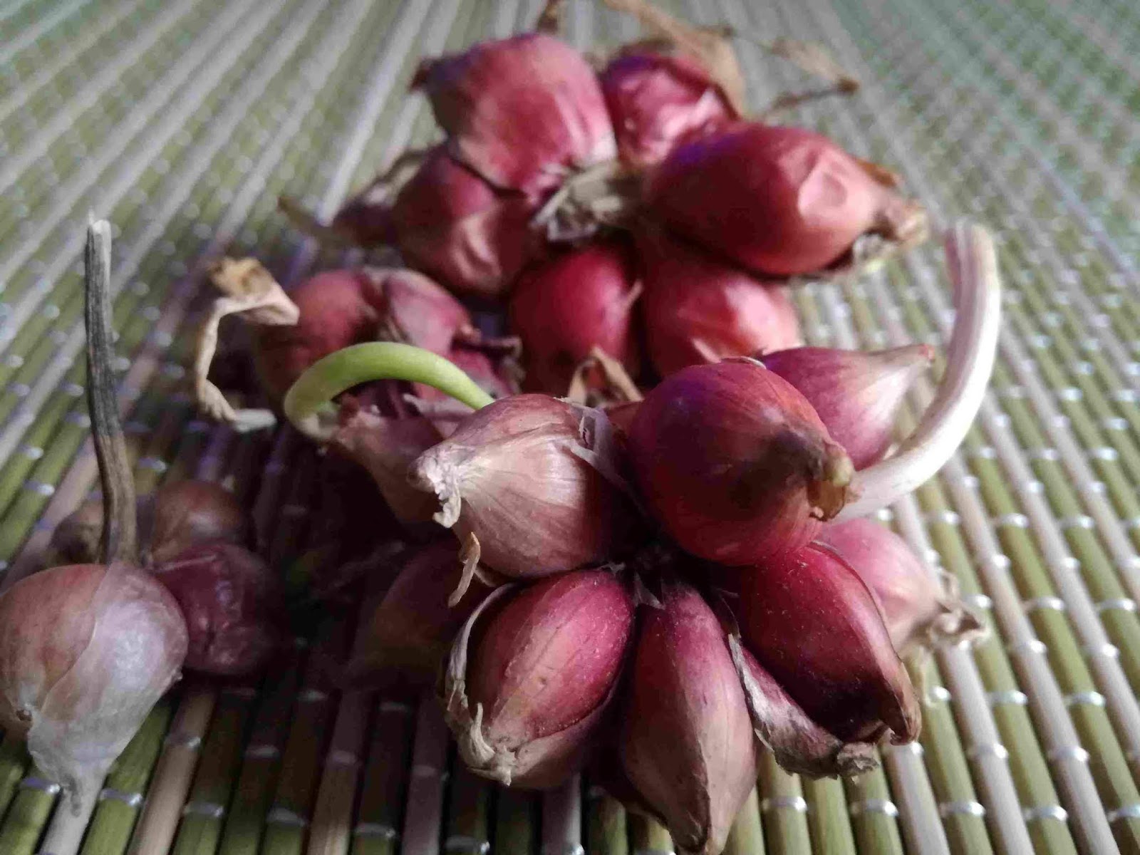 cele patru anotimpuri: Ceapă egipteană