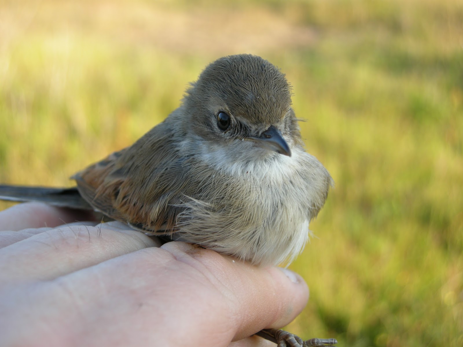 The Hairy Birder: Over Two Dozen Nettle Creepers
