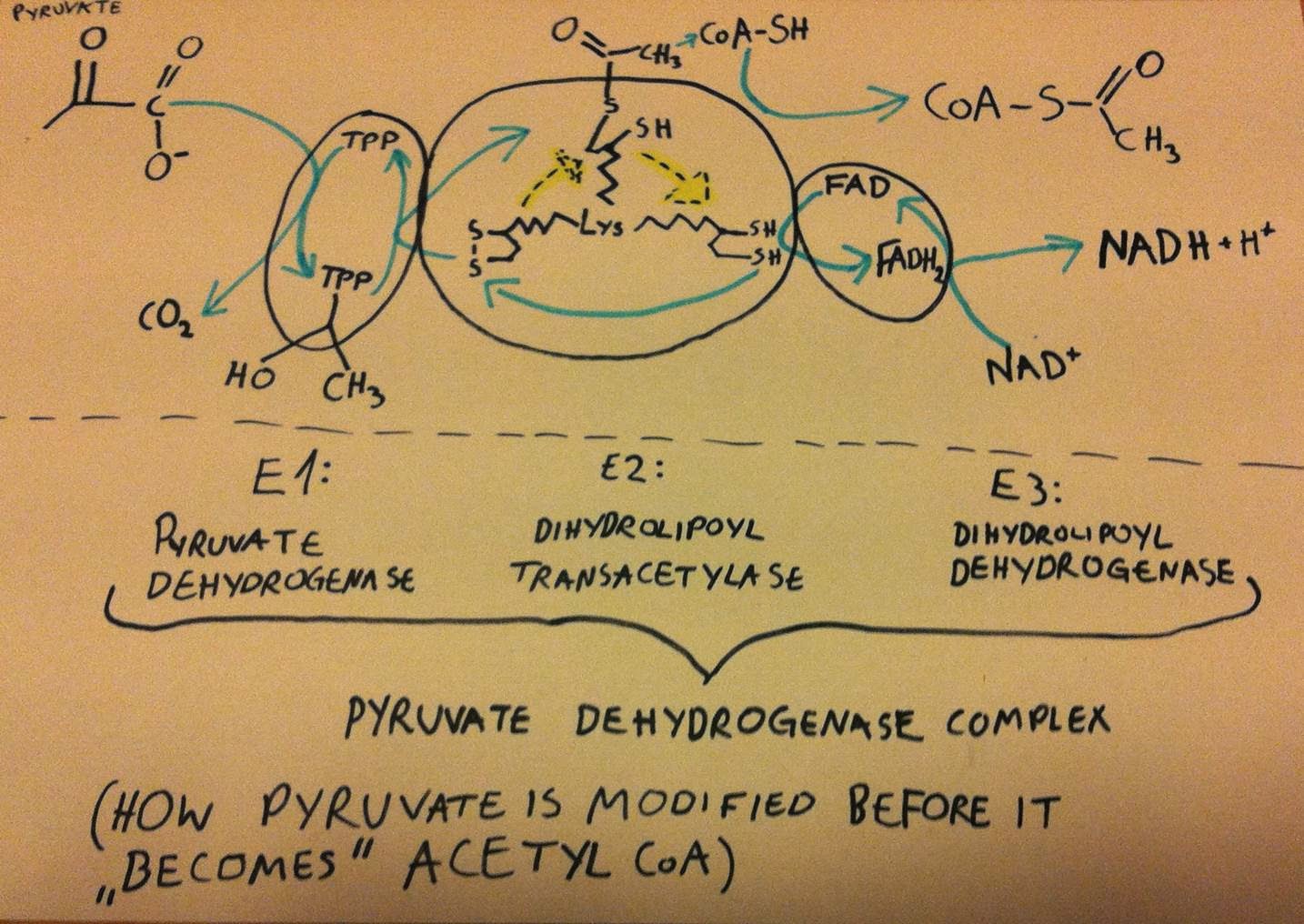Fan of biology: February 2015