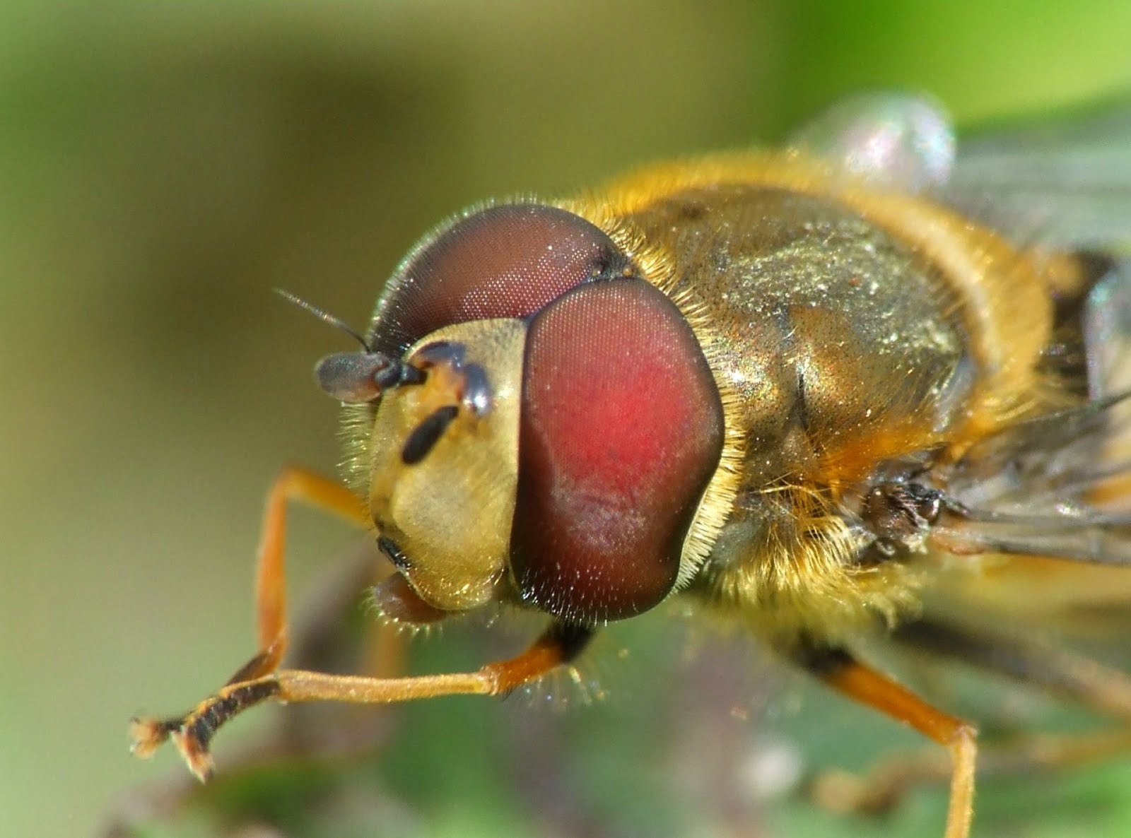 Banco de Imágenes Gratis: Fotos de insectos más cerca de lo que tú te ...