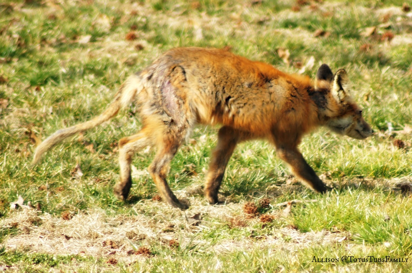 Backyard Homeschool "Science" - Foxes & Squirrels - Totus Tuus Family ...