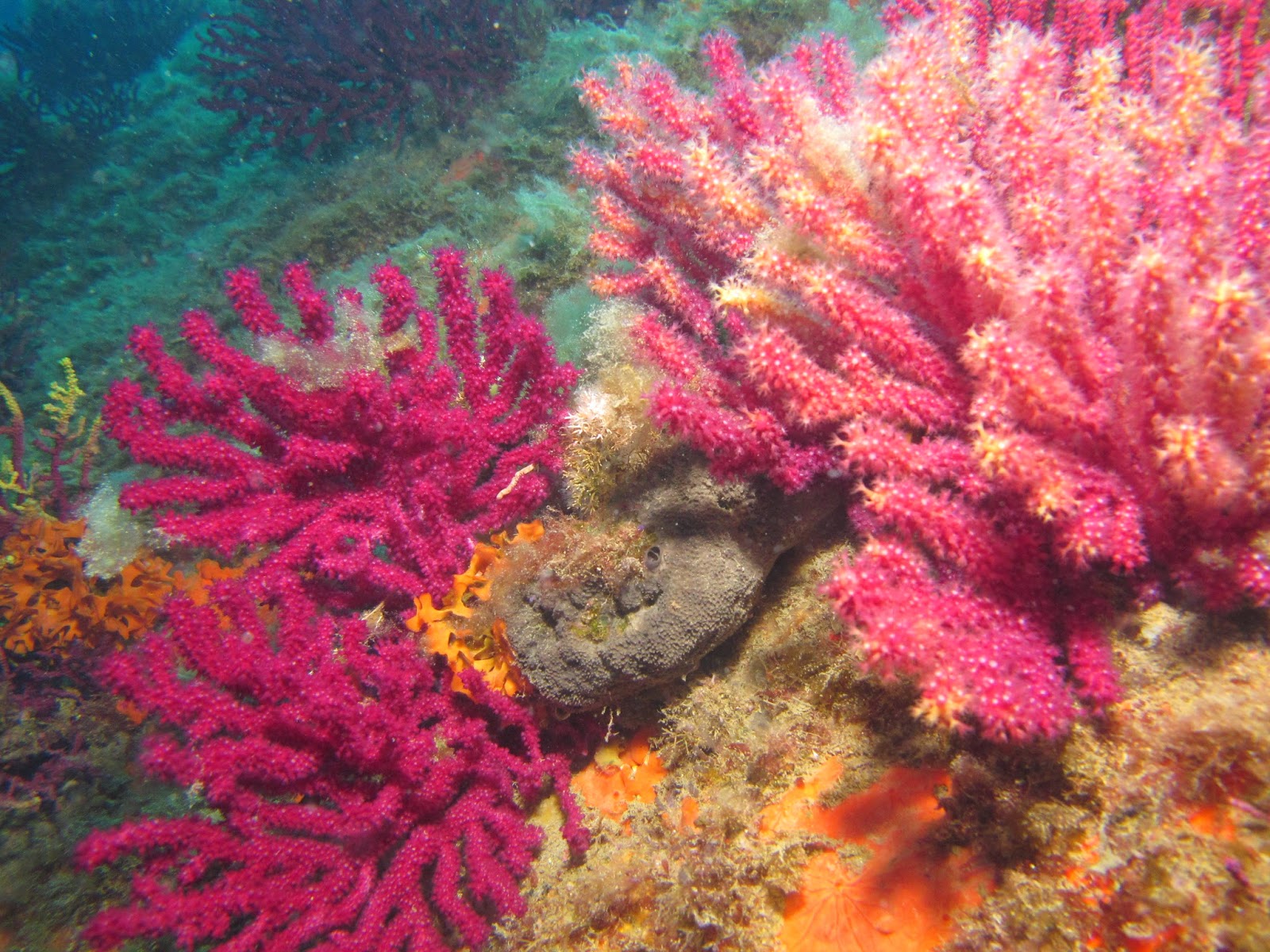 Iluminación Profunda: Paramuricea clavata (Gorgonia rojo y amarillo ...