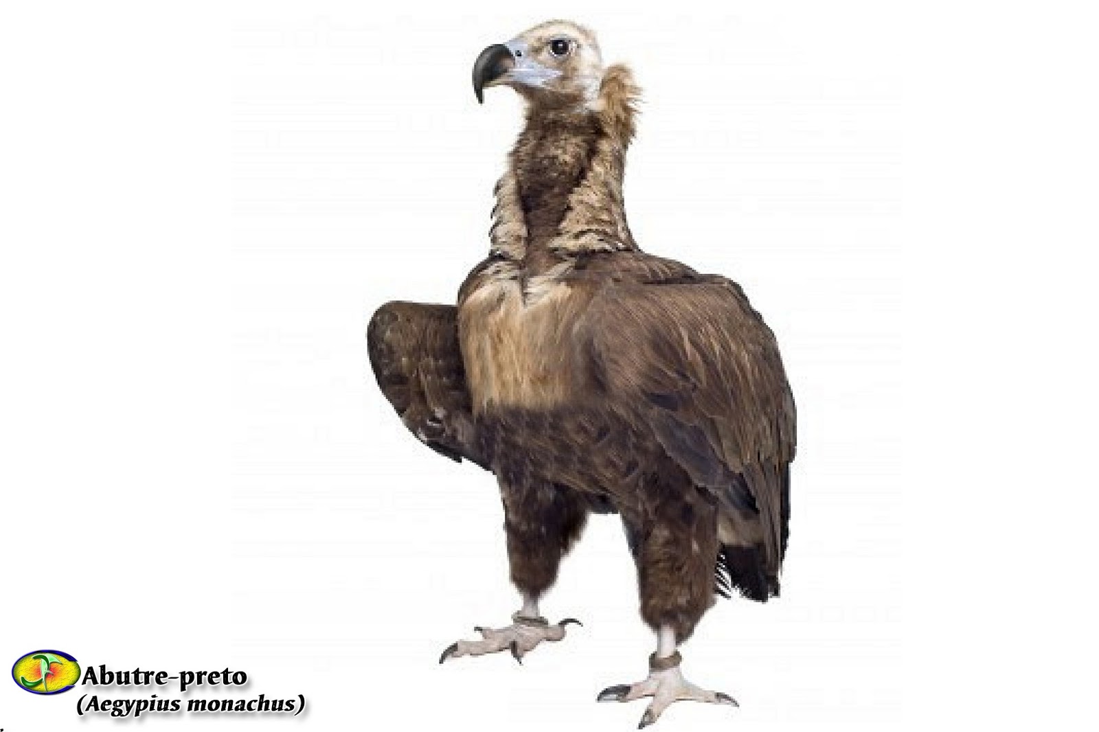 ORNITOLOGIA: Abutre-preto (Aegypius monachus)