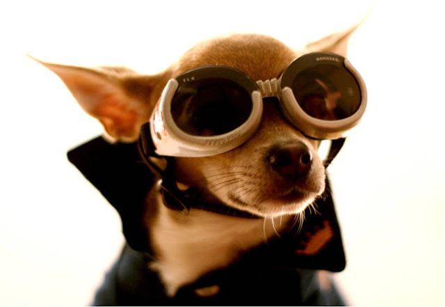 Doggles – Dogs in Sunglasses | The Ark In Space