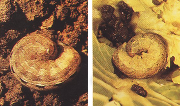 Ulat Tanah (Agrotis sp.) | detiktani.com